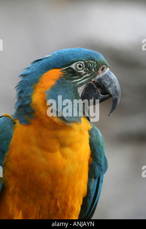 The blue-throated macaw (Ara glaucogularis; previously Ara caninde) is ...