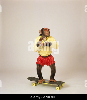 Chimp on a skateboard Stock Photo - Alamy