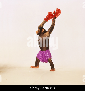 Chimpanzee with boxing gloves / Pan troglodytes Stock Photo - Alamy