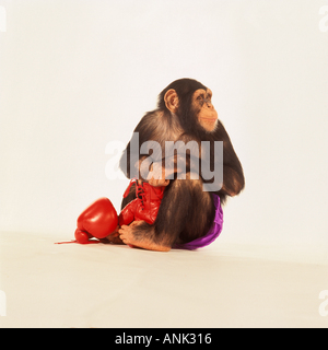 Chimpanzee with boxing gloves / Pan troglodytes Stock Photo - Alamy