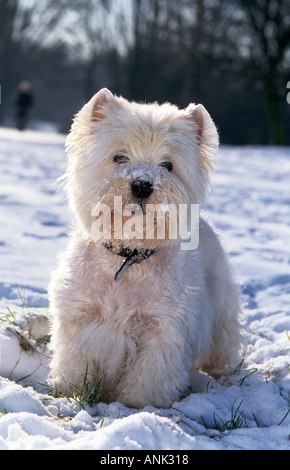 West Highland White Terrier dog lies on the terrace and looks at the ...