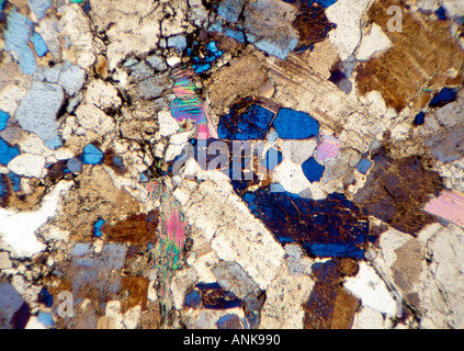 Muscovite section photomicrograph cross polarized lighting mag approx ...