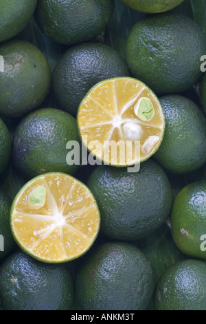 Miniature Malaysian limes Stock Photo - Alamy