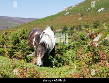 pony in nature Stock Photo - Alamy