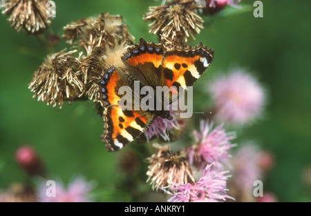 A pretty Small Tortoiseshell Butterfly (Aglais urticae) nectaring on a ...