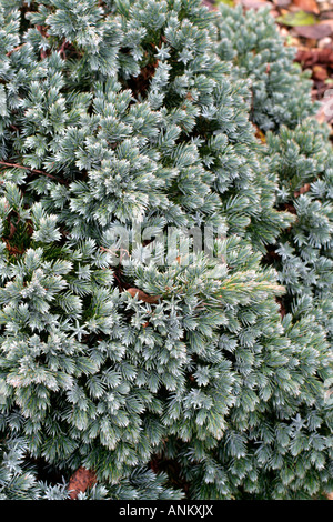 Juniperus squamata 'Blue Star' Juniper junipers conifer conifers ...