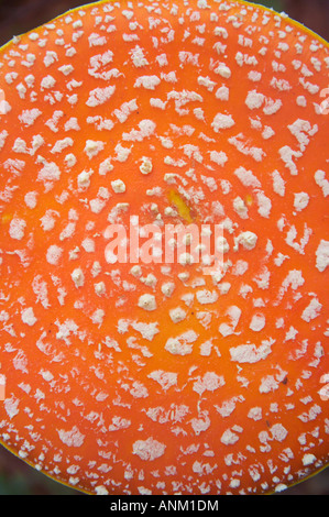 Red (white mottling) toadstool cap surface Stock Photo - Alamy