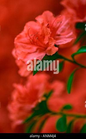 Vibrant Red Rhododendron Flowers Blooming in Spring Sunlight. Stock ...