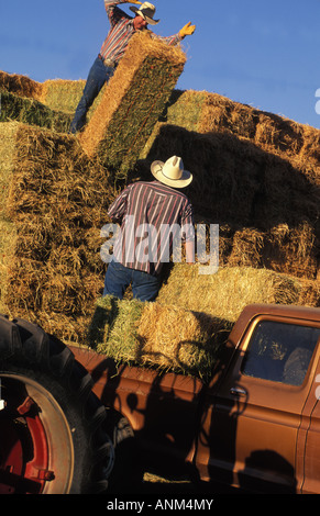 Cowboy lifting bales of hay Stock Photo - Alamy