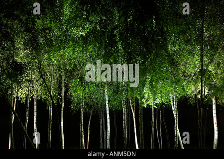 Silver Birch Trees at Night Stock Photo: 14951683 - Alamy