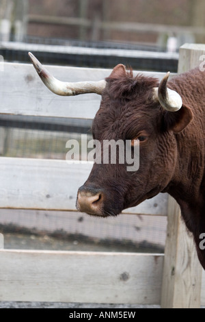 Milking Devon Cow Stock Photo - Alamy