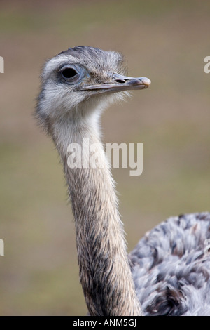 Common Rhea - Rhea americana Stock Photo - Alamy
