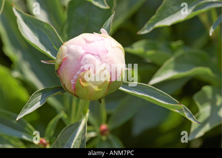 Horizontal close-up of unopened rose buds with reddish stems and a ...