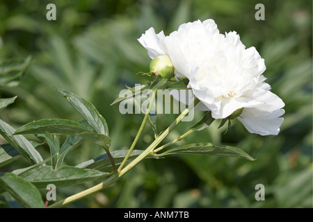 Close-up of a white peony bloom with green carpels and yellow stamens ...