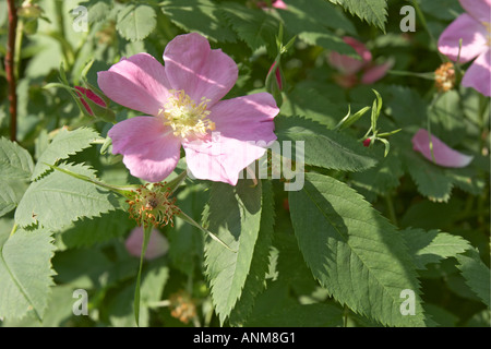 Rose Midsummer. Close Up. beautiful flowers blooming in the garden ...