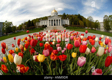 tulips blossom in front of the Vermont Statehouse in the spring Stock ...