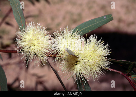 Long-Flowered Marlock- Eucalyptus macranda- Family Fabaceae Stock Photo ...