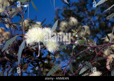 Long-Flowered Marlock- Eucalyptus macranda and Honey Bee- Family ...