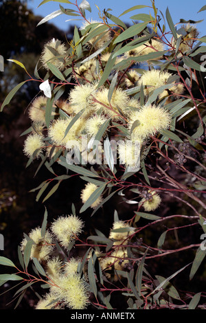 Long-Flowered Marlock- Eucalyptus macranda- Family Fabaceae Stock Photo ...
