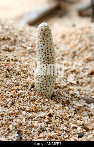 Close up of a long white porous shell in the soil at Jolly buoy beach ...