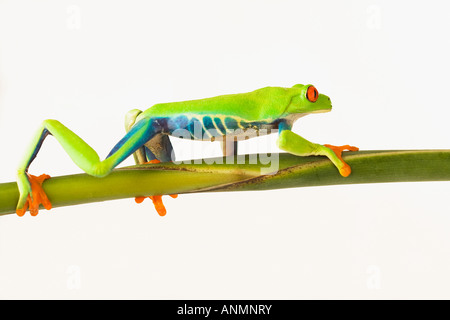 Tree frog profile side view isolated on white background Stock Photo ...