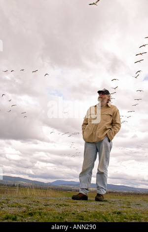 Snow Geese migration in the Skagit Valley flying over farm land Stock ...
