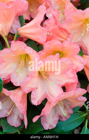 Rhododendron September Song Stock Photo - Alamy