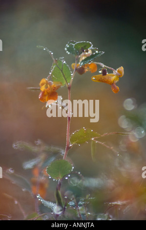 spotted touch me not flowers Impatiens capensis Stock Photo - Alamy