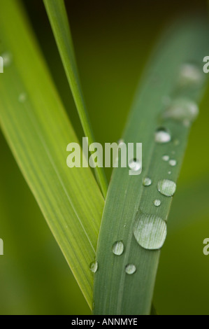 Canada blue joint grass (Calamagrostis canadensis) Raindrops on leaves ...