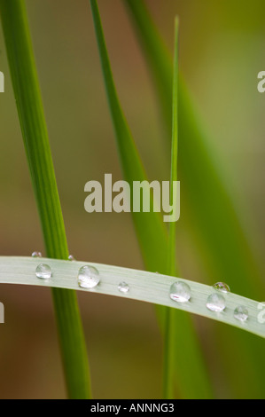 Canada blue joint (Calamagrostis canadensis) Flowering grasses with ...