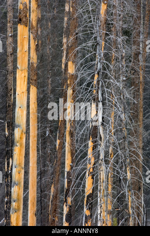 A fire burned area in Banff National park Stock Photo - Alamy
