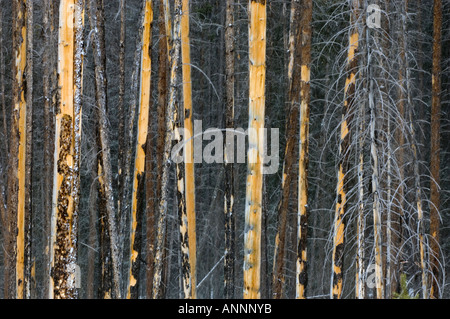 A fire burned area in Banff National park Stock Photo - Alamy