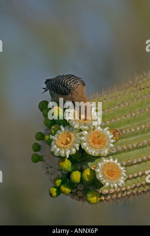 Cactus nectar bloom Stock Photo - Alamy