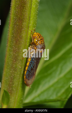 Oncometopia orbona, Broad headed Sharpshooter nymph Stock Photo - Alamy
