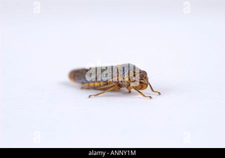 Broad headed sharpshooter on a white background Oncometopia orbona ...