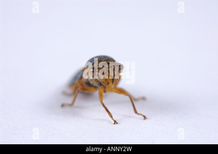 Broad headed sharpshooter on a white background, Oncometopia orbona ...