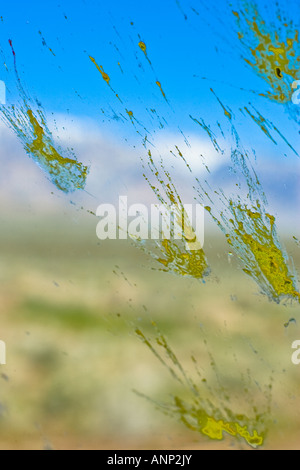 Dead bugs are splattered all over the windshield of a car during a road ...