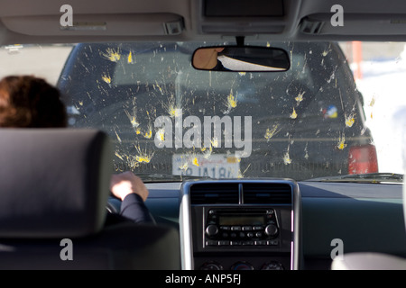 Dead bugs are splattered all over the windshield of a car during a road ...