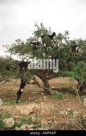 Goat Eating Bark of Tree Stock Photo - Alamy