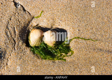 Seaweed and Shells Stock Photo - Alamy