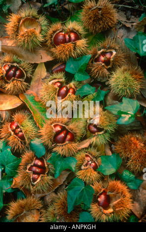 Ripe chestnuts in casings on a white table. Fruit of the tree ...