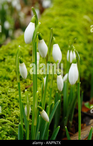 Snowdrop Valley near Wheddon Cross on Exmoor, Somerset Stock Photo - Alamy