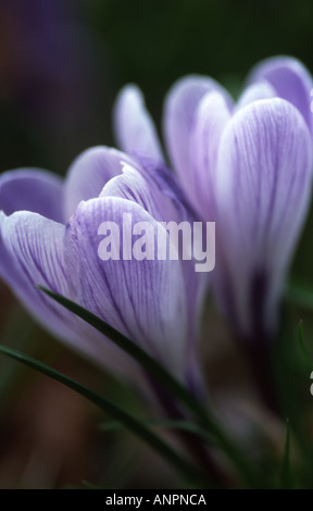 Purple crocus 'Vanguard' (Crocus vernus 'Vanguard' Stock Photo - Alamy