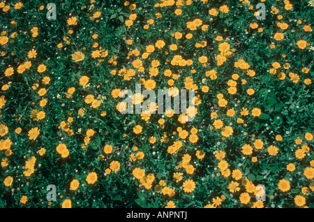 Plants, Anthemis sp. On blossom Stock Photo - Alamy