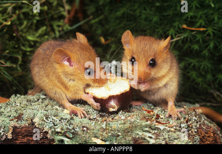Two young Common / Hazel dormice (Muscardinus avellanarius), captured ...
