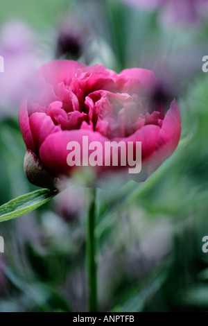 Close-up of a pink peony bloom with layered petals and yellow stamens ...