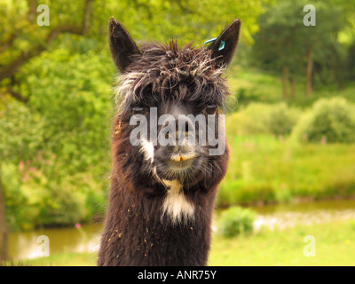 Llama Warren Mill Farm Park Stock Photo - Alamy