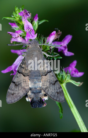 Hummingbird hawk moth resting on a fallow deer antler Stock Photo - Alamy
