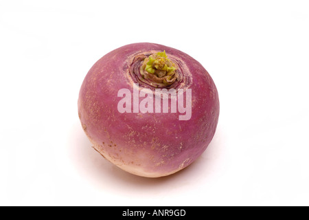 White turnip isolate. Root vegetable on a white background. Useful ...