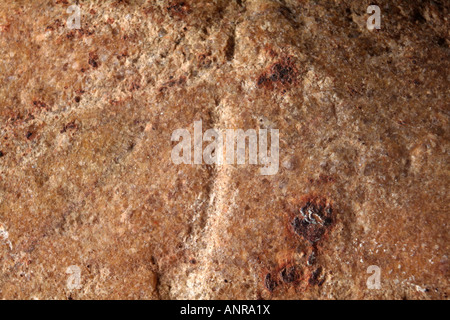 Glacial quartzite cobble, pre-Kansas till showing plough strikes and ...